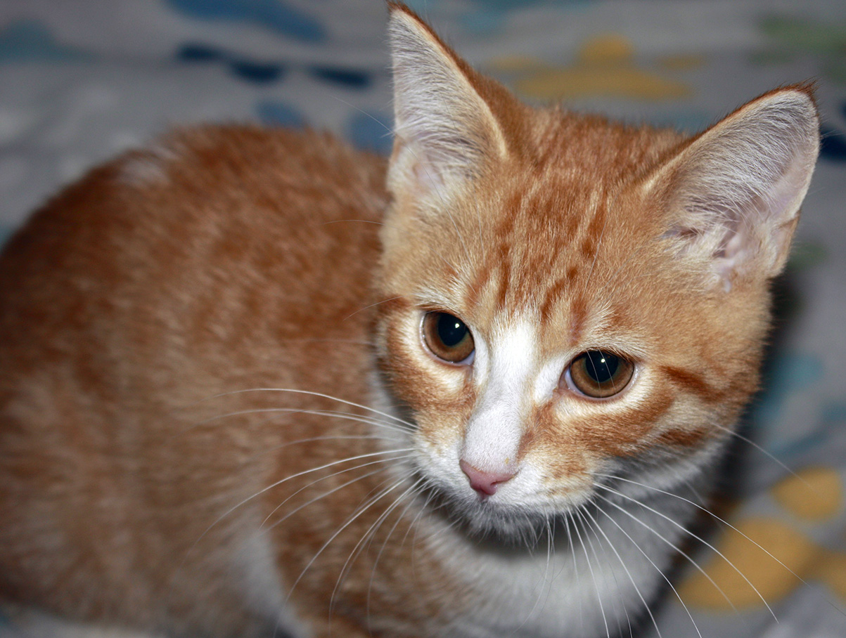 About this Cat: Clifford – a Muppets Cat — ADOPTED – The Feline Connection