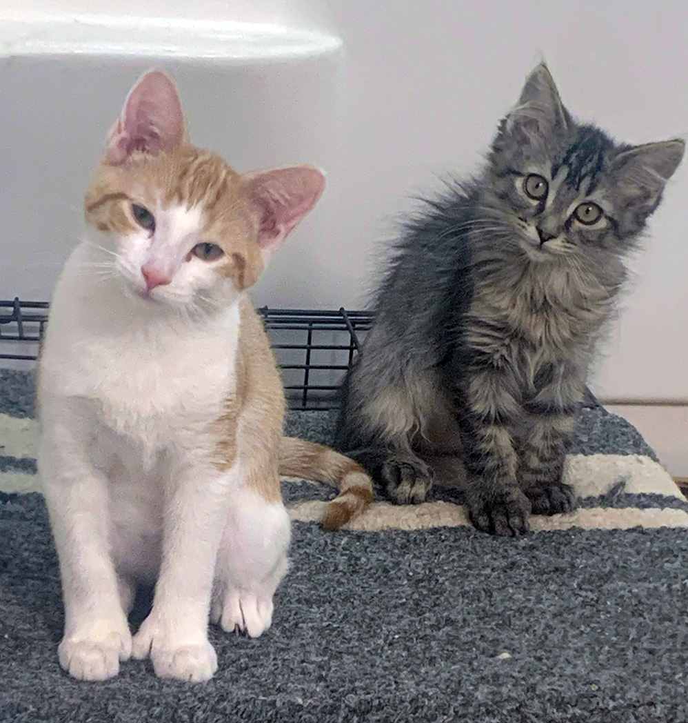 About these Cats: Dew and Flurry – Weather cats — ADOPTED – The Feline Connection