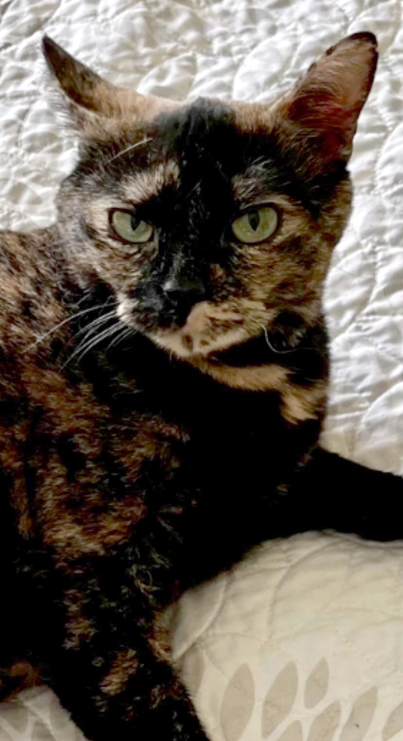 About this Cat: Koi – ADOPTED – The Feline Connection