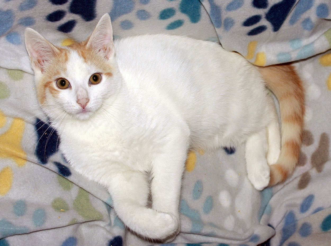 About this Cat: Mr. Noodle – a Muppets cat — ADOPTED – The Feline ...