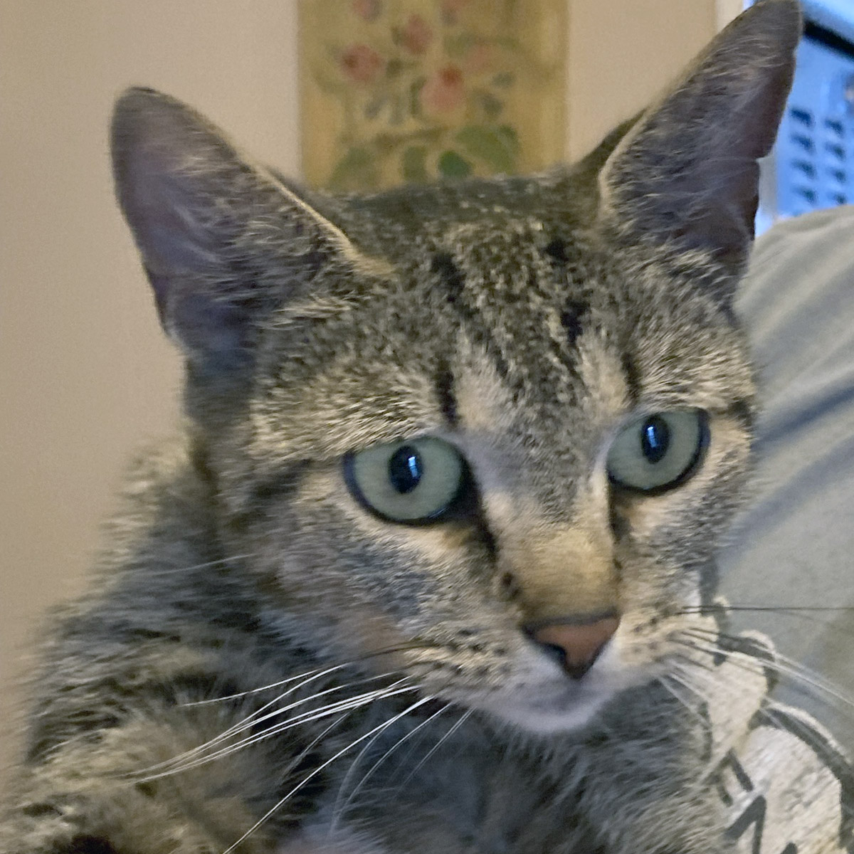 About this Cat: Nebula – A Guardians of the Galaxy mom –ADOPTED – The ...