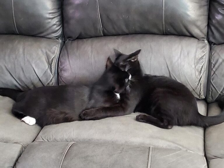 About these Cats: Spirit & Boo – the Ghost Cats group — PENDING ...