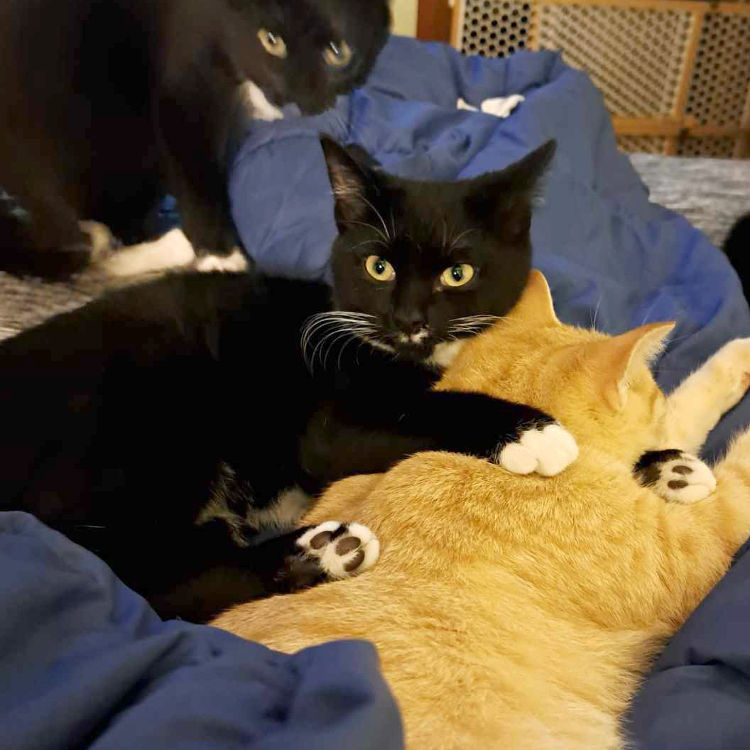 About this Cat: Stash – A Vermont Ski (and Trails) group Cat – ADOPTED ...