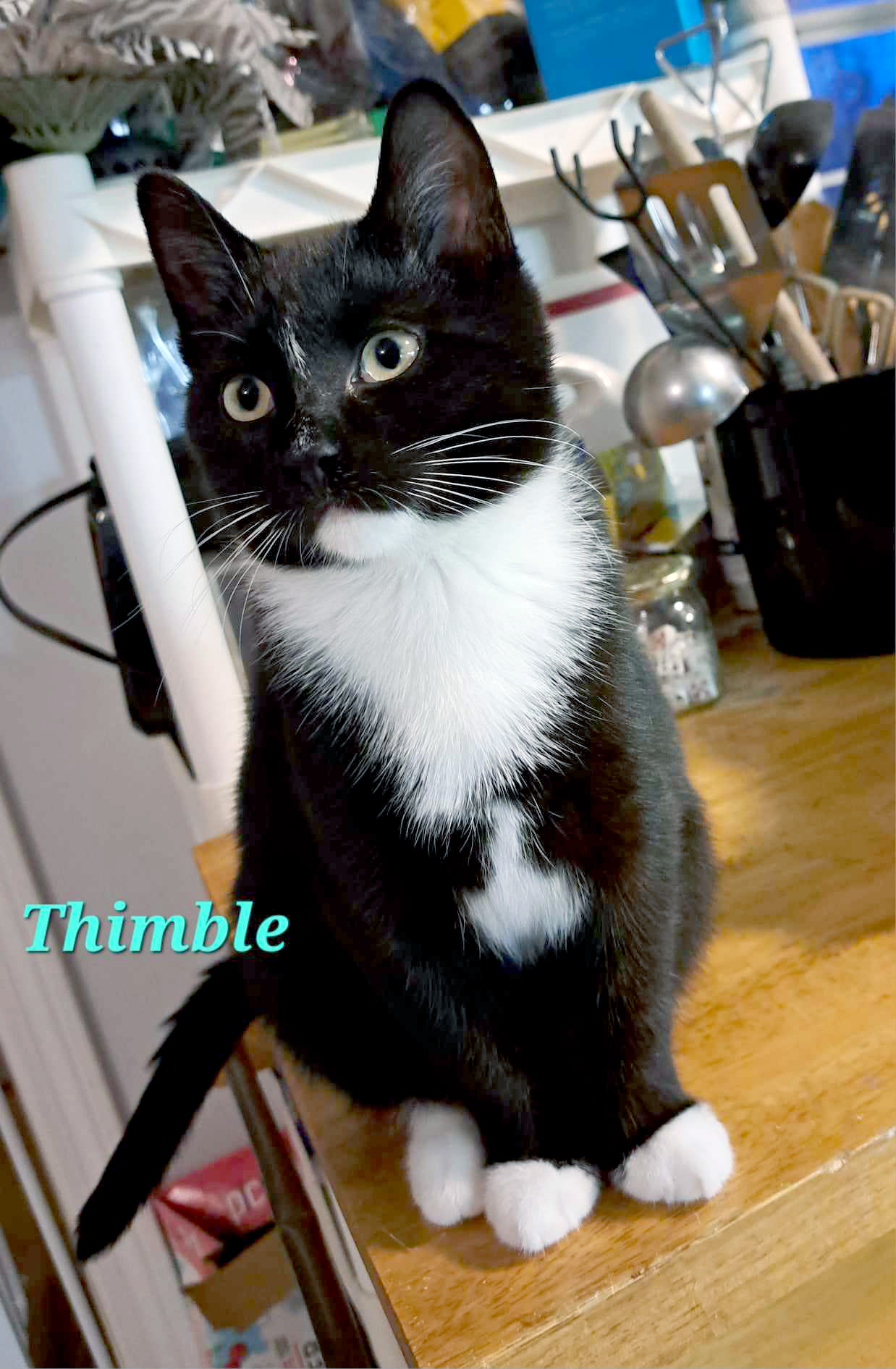 About this Cat: Thimble – a Vermont Ski (and trails) group cat ...