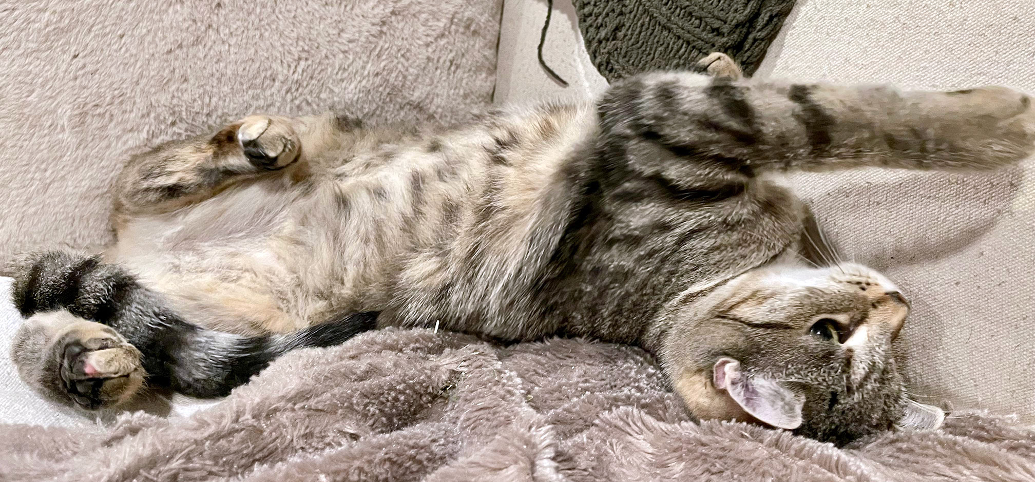 About this Cat: Becky Thatcher – a Library Cat — ADOPTED – The Feline ...