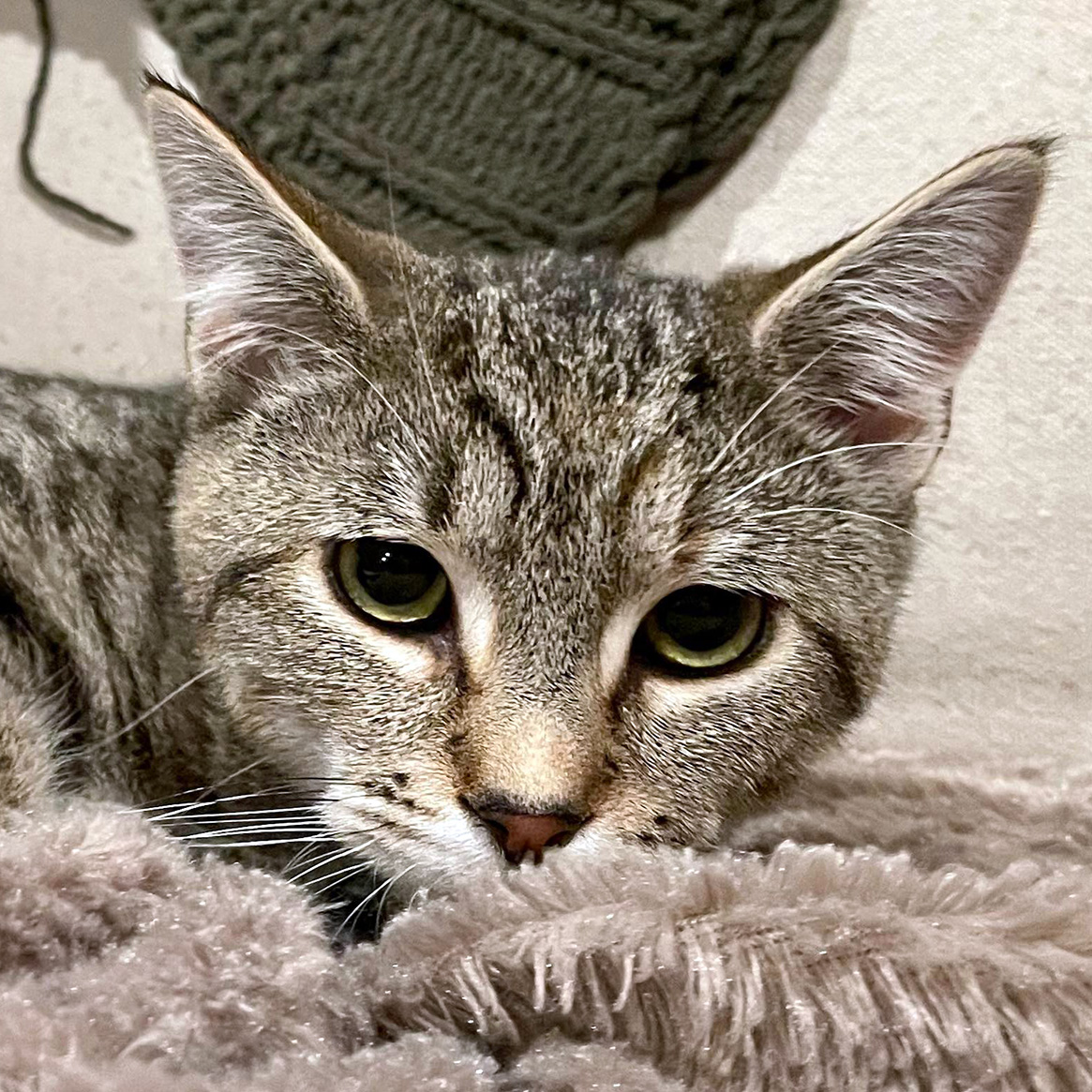 About this Cat: Becky Thatcher – a Library Cat — ADOPTED – The Feline ...