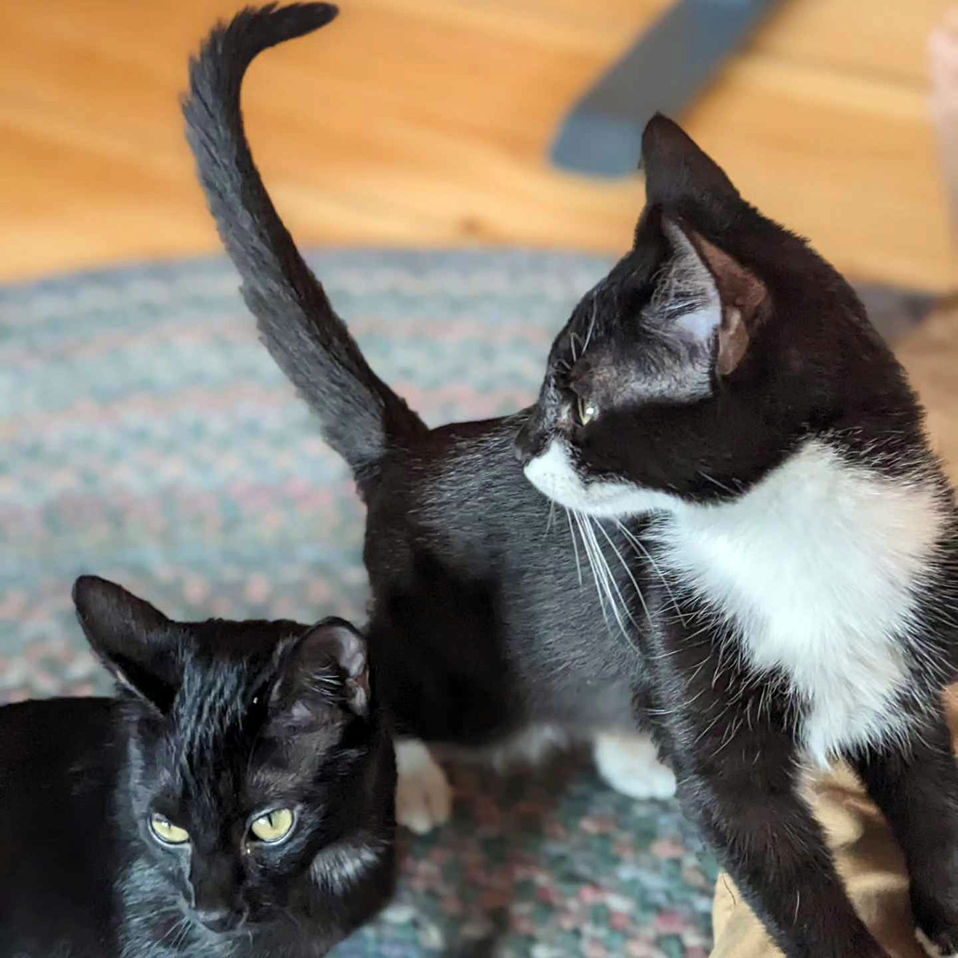 About these Cats: Fugazetta and Pizzette – the Pizza Cats – The Feline ...