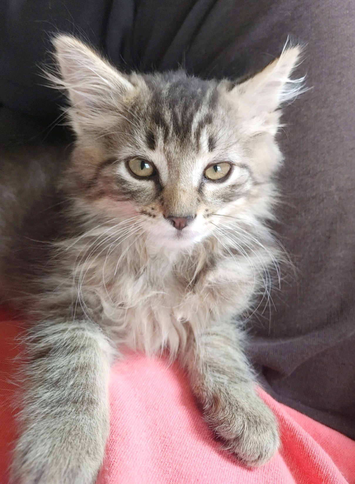 About this Cat: Nate – ADOPTED – The Feline Connection