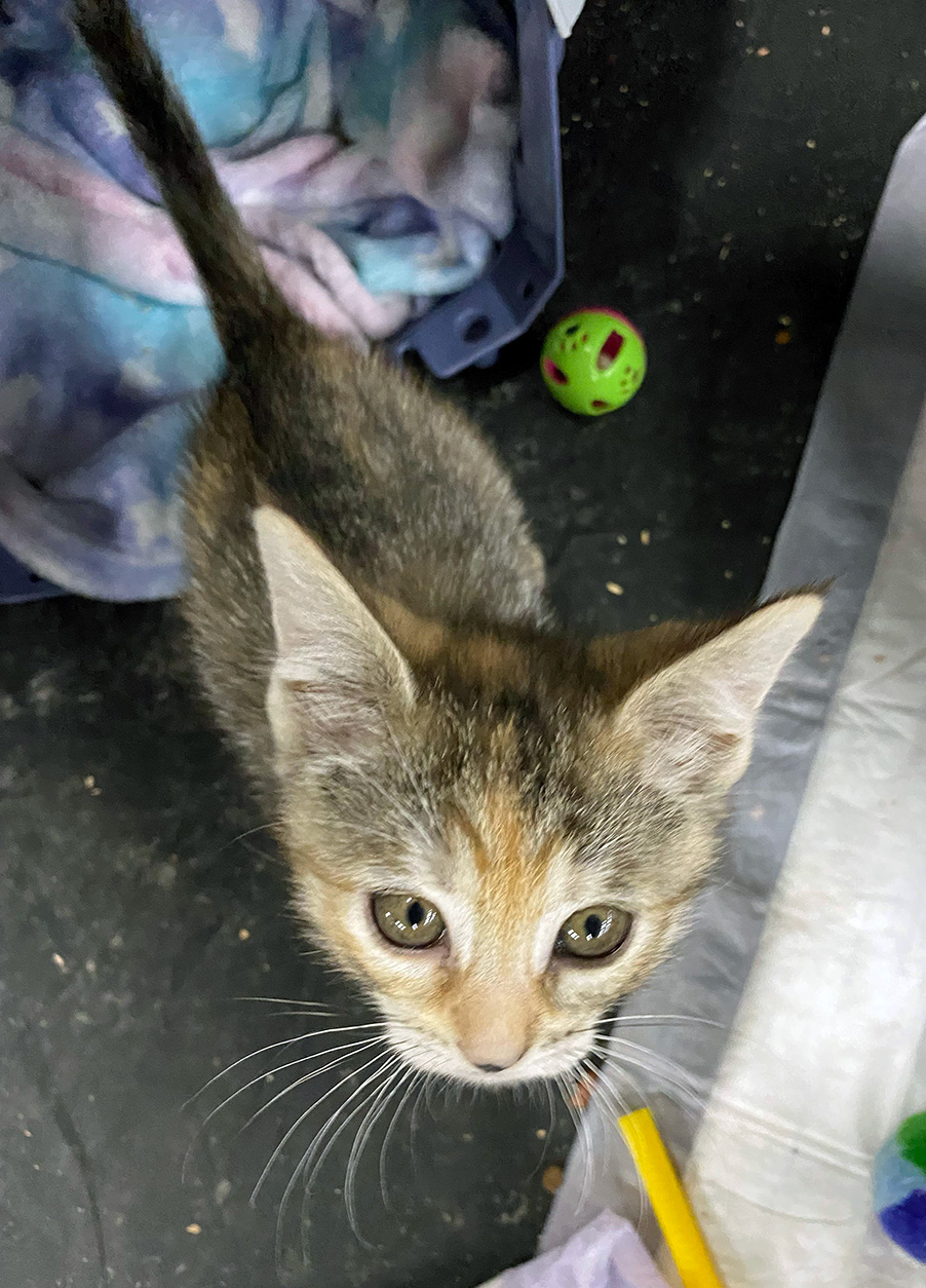 About this Cat: Pippi Longstocking – a Library cat – ADOPTED – The ...