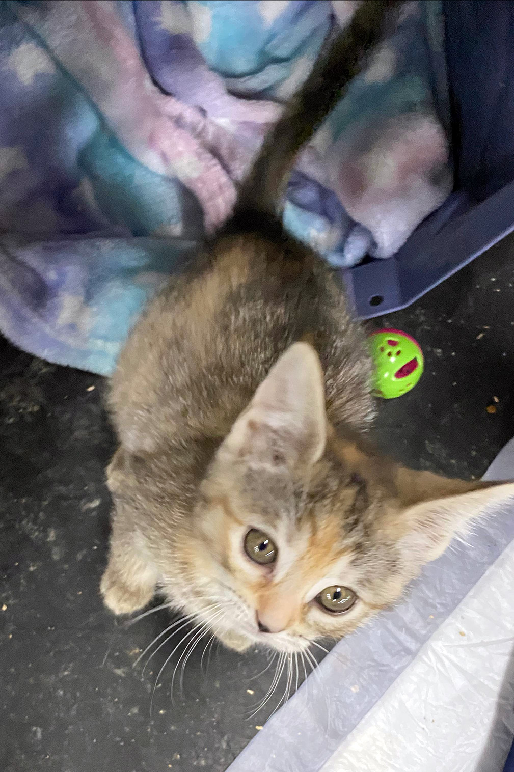About this Cat: Pippi Longstocking – a Library cat – ADOPTED – The ...