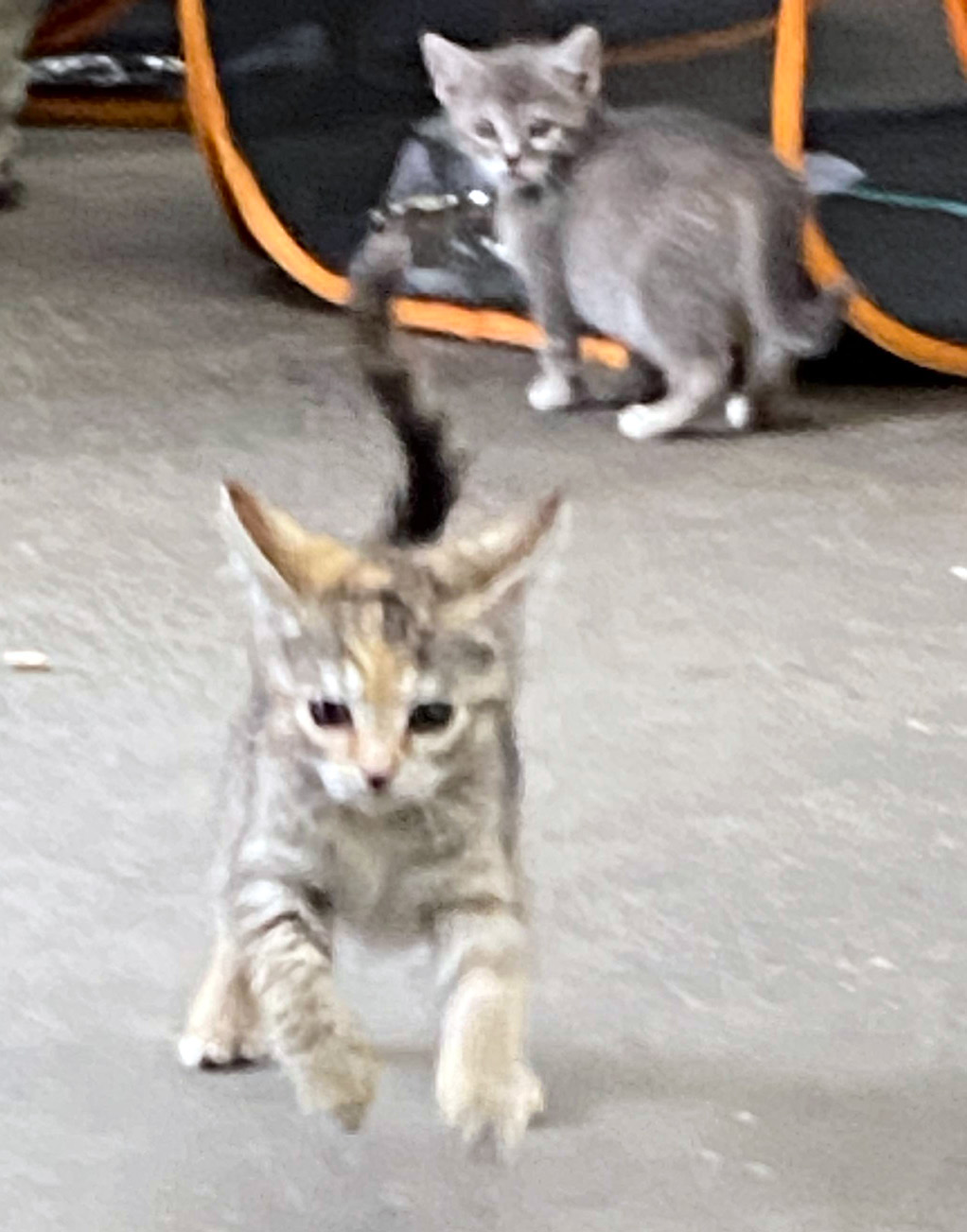 About this Cat: Pippi Longstocking – a Library cat – ADOPTED – The ...