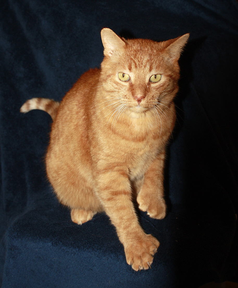 About this Cat: Robert Redford — ADOPTED – The Feline Connection
