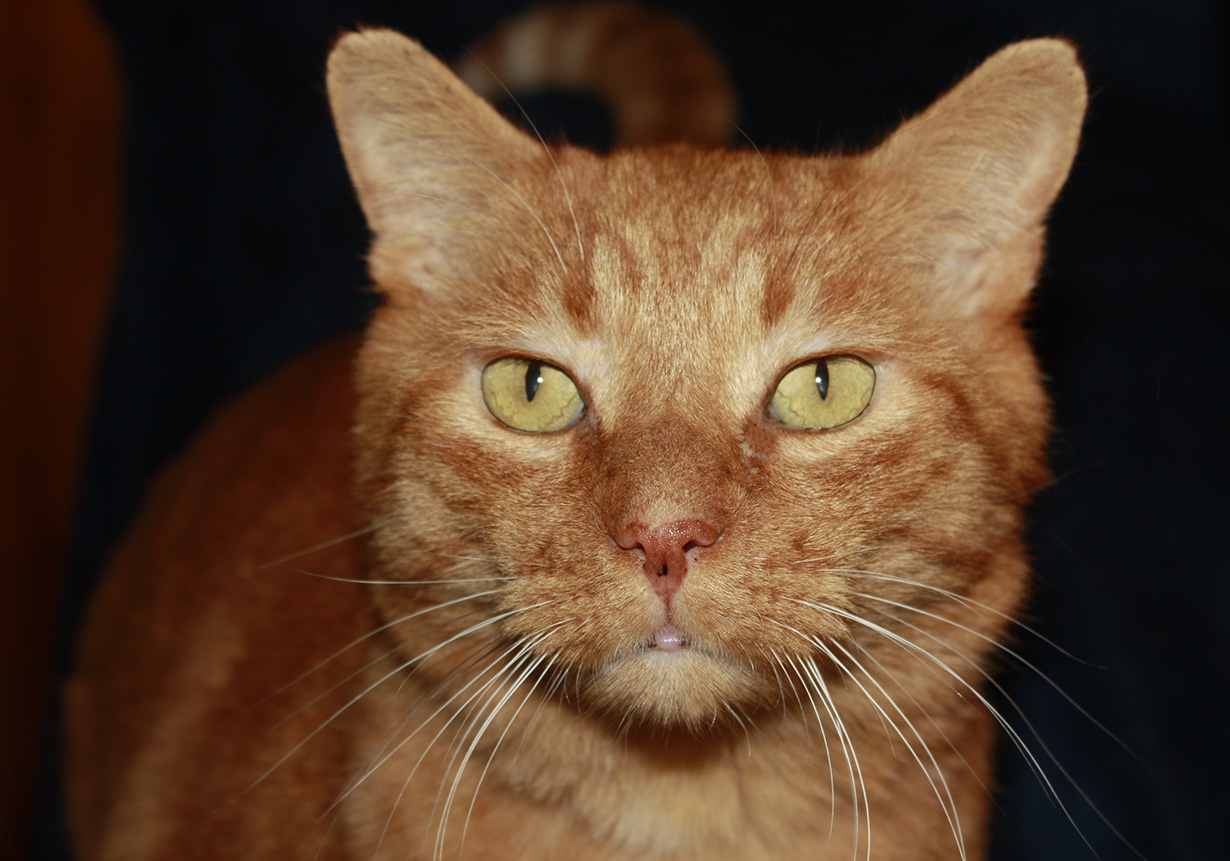 About this Cat: Robert Redford — ADOPTED – The Feline Connection