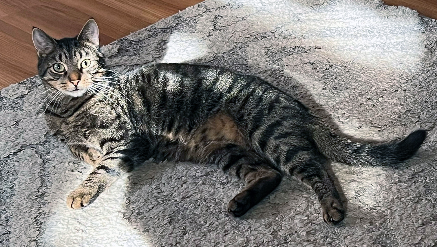 About this Cat: Albite – a Slate cat — ADOPTED – The Feline Connection