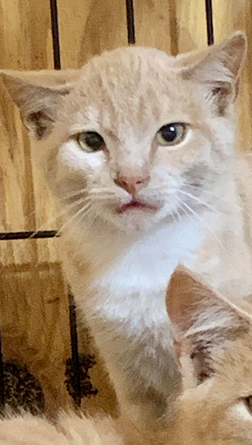 About this Cat: Gadget – a Tech Barn cat — ADOPTED – The Feline Connection