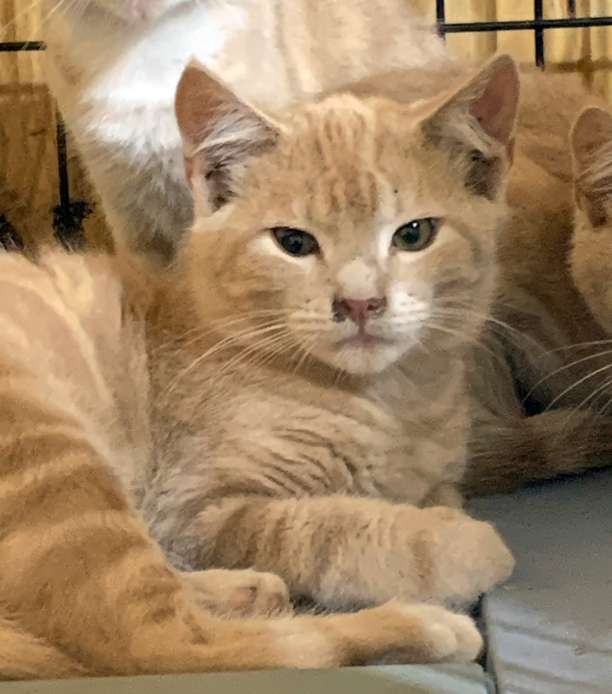 About this Cat: Gizmo – a Tech Barn cat — ADOPTED – The Feline Connection