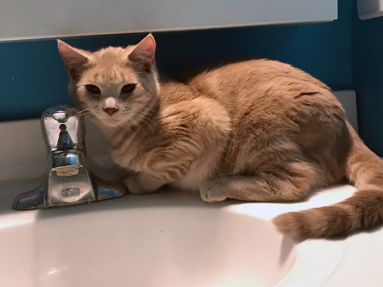 About this Cat: Gizmo – a Tech Barn cat — ADOPTED – The Feline Connection