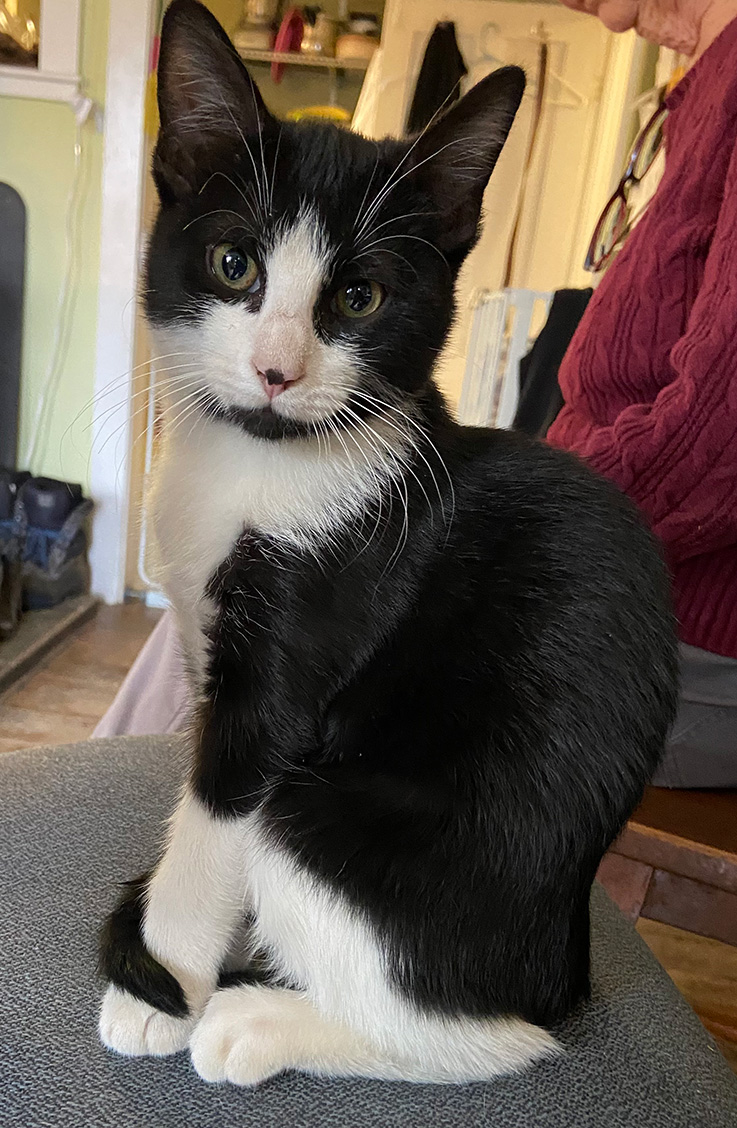 About this Cat: TP – ADOPTED – The Feline Connection