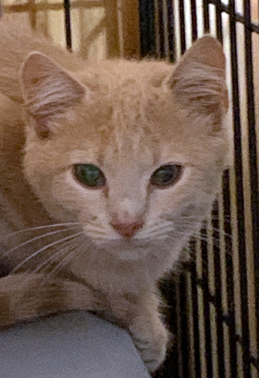 About this Cat: Widget – a Tech Barn Cat — ADOPTED – The Feline Connection