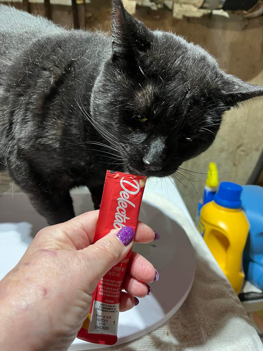 About this Cat: Ulysses – a Library cat – The Feline Connection