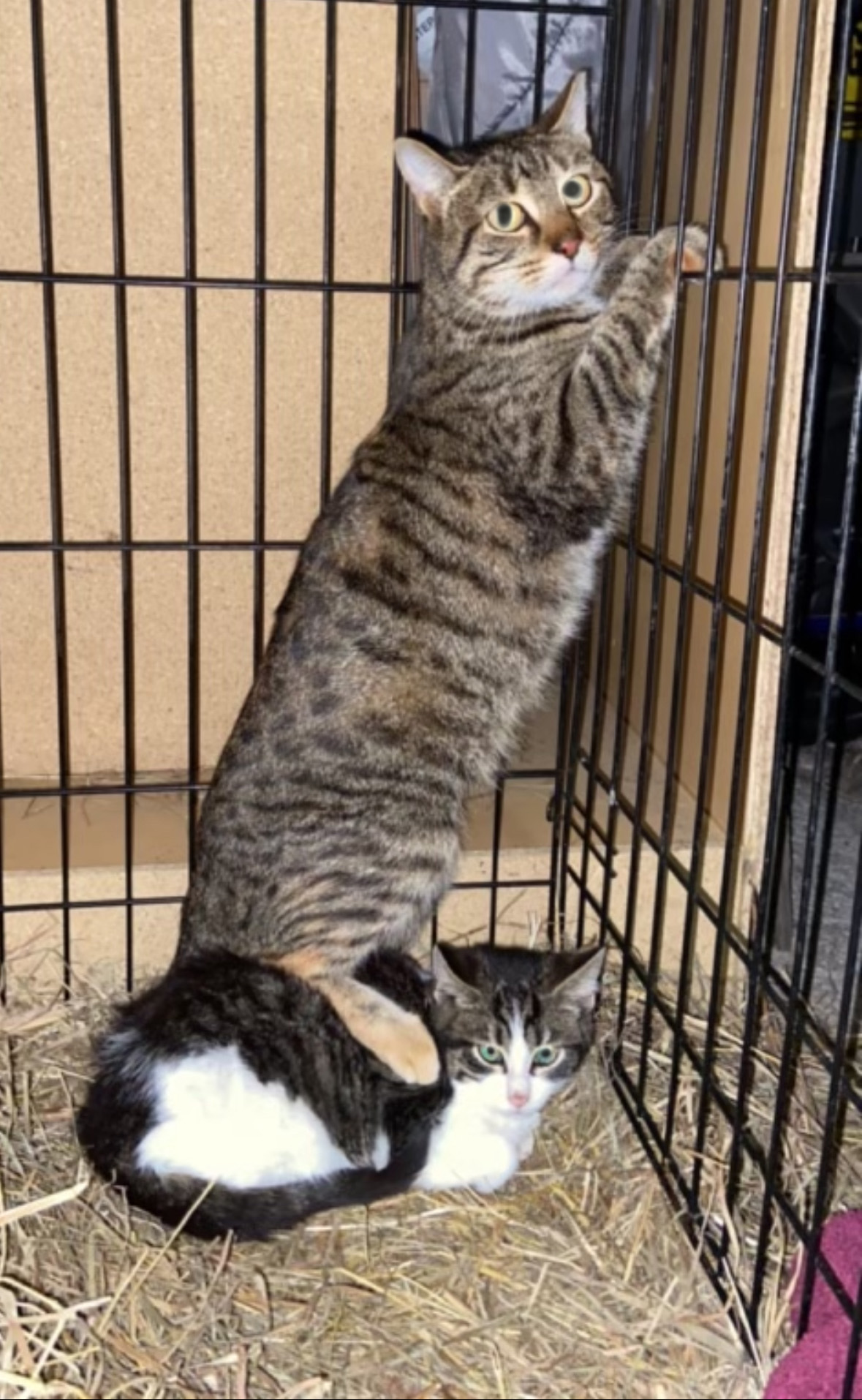 About these Cats: Andie and Drew – bonded pair — ADOPTED – The Feline ...