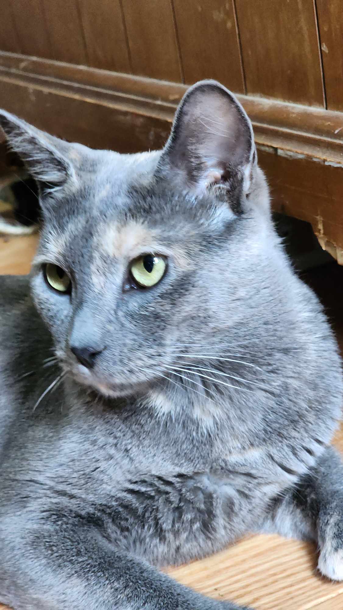 About this Cat: Dolly – a “101 Dalmations” cat — ADOPTED – The Feline ...