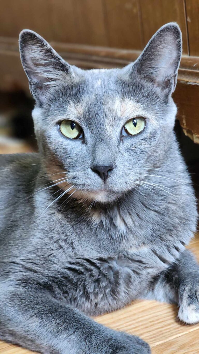 About this Cat: Dolly – a “101 Dalmations” cat — ADOPTED – The Feline ...