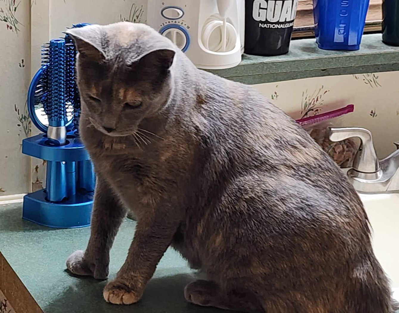 About this Cat: Dolly – a “101 Dalmations” cat — ADOPTED – The Feline ...