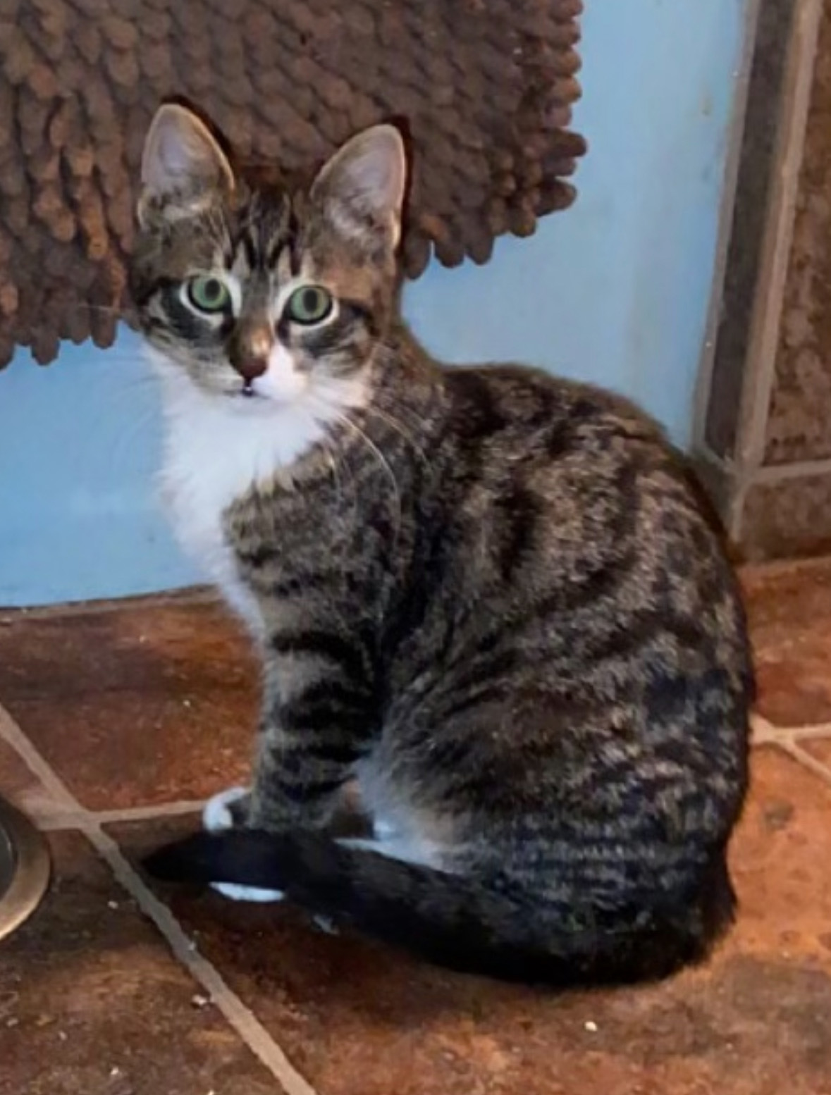 About these Cats: Andie and Drew – bonded pair — ADOPTED – The Feline ...