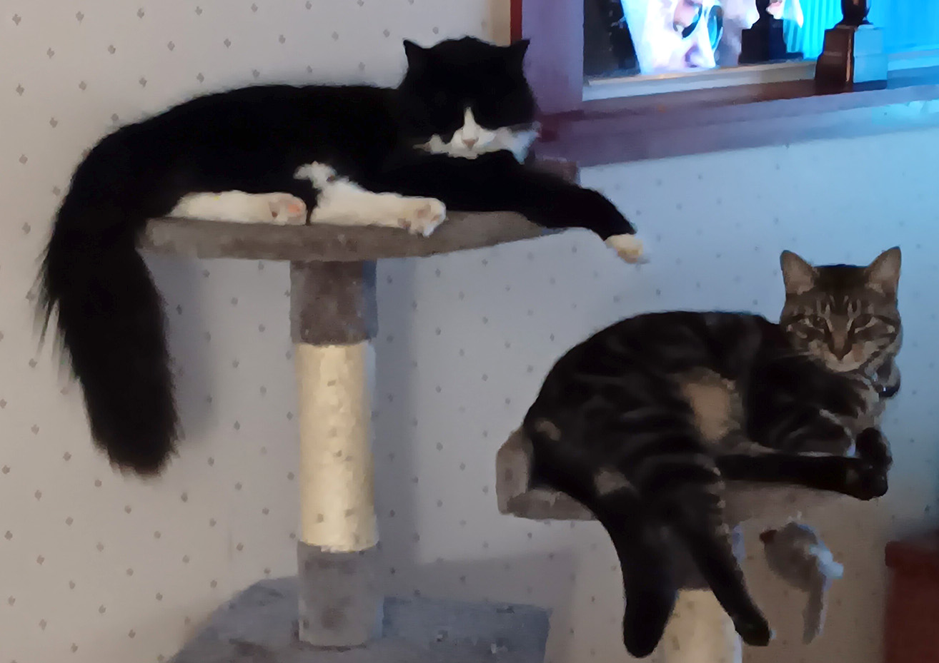 About this Cat: Tima 2.0 – ADOPTED – The Feline Connection