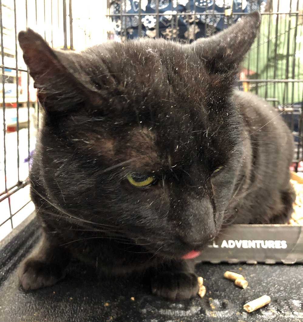 About this Cat: Ulysses – a Library cat – The Feline Connection