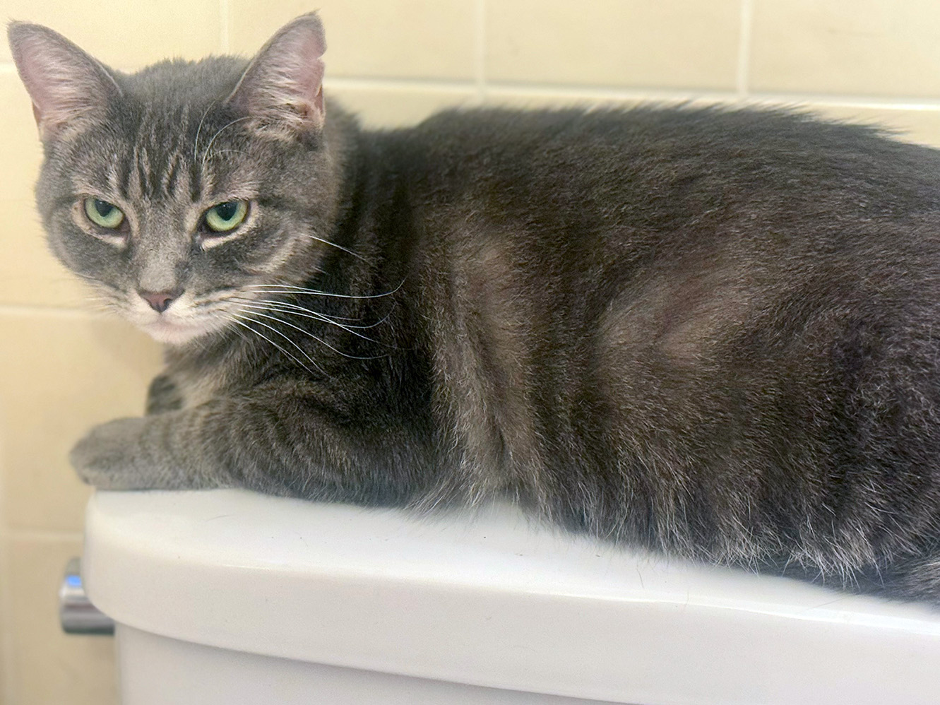 About this cat: Cairo – a ‘World Capitals’ cat – The Feline Connection
