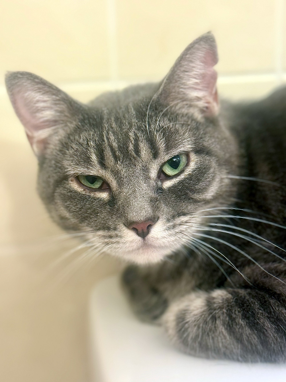 About this cat: Cairo – a ‘World Capitals’ cat – The Feline Connection
