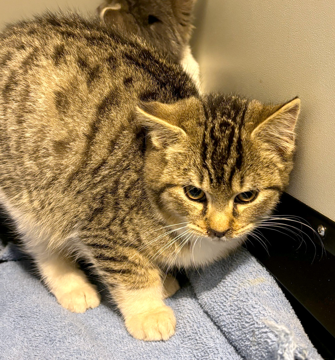 About this Cat: Dragonfly – from the Bugs group – The Feline Connection