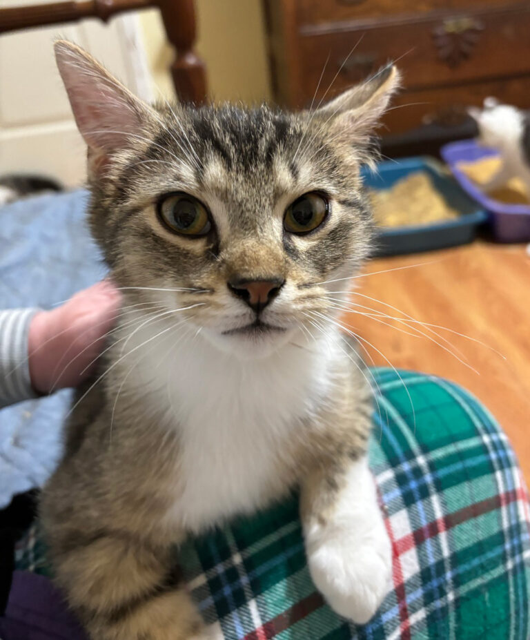 About this Cat: Dragonfly – from the Bugs group — ADOPTED – The Feline ...