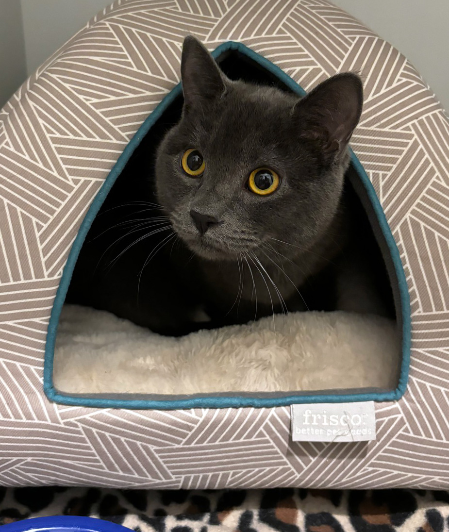 About this Cat: Jewels – The Feline Connection