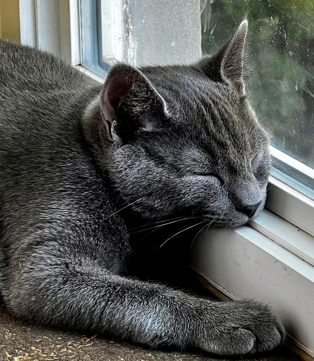 About this Cat: Jewels – ADOPTED – The Feline Connection