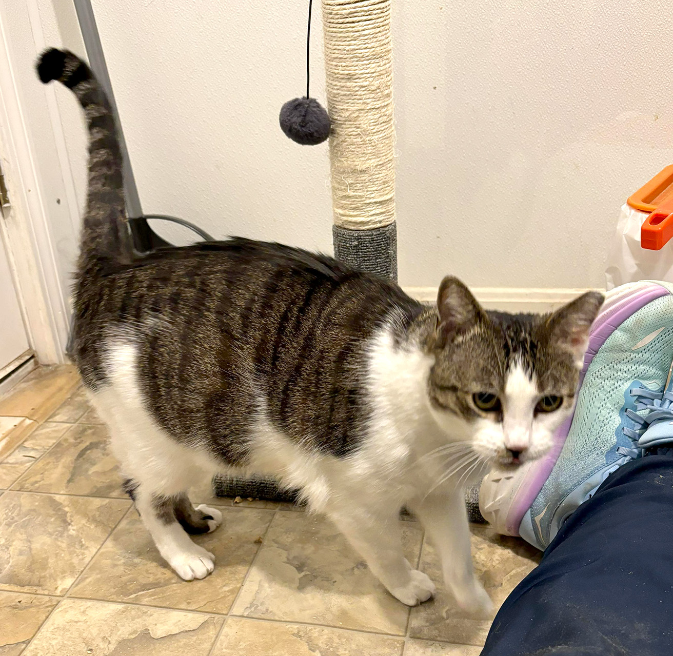 About this Cat: Minnie Mouse – ADOPTED – The Feline Connection