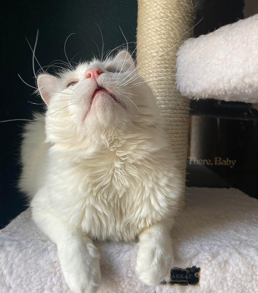About this Cat: King Charles – ADOPTED – The Feline Connection
