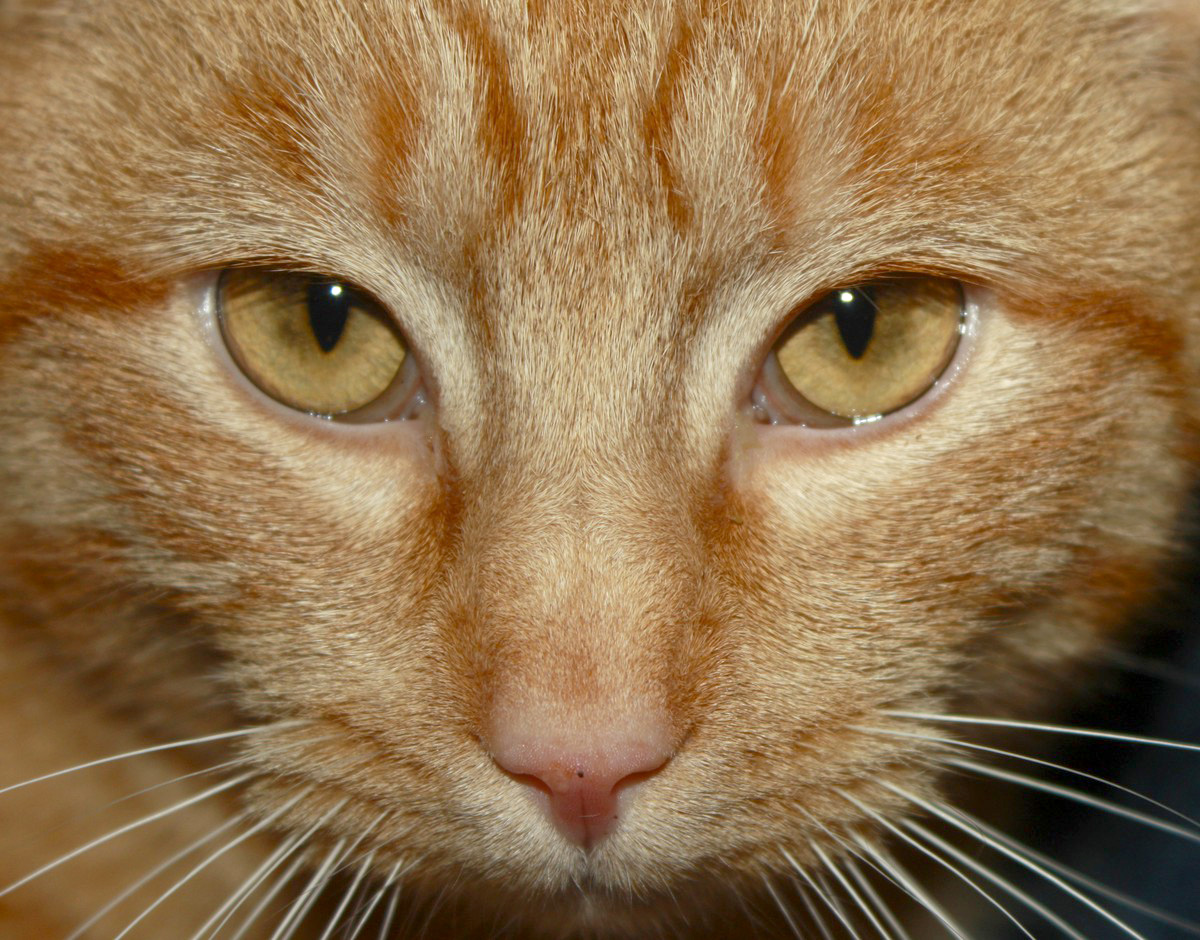 About this Cat: Vincent – an “Artists” group cat — ADOPTED – The Feline Connection