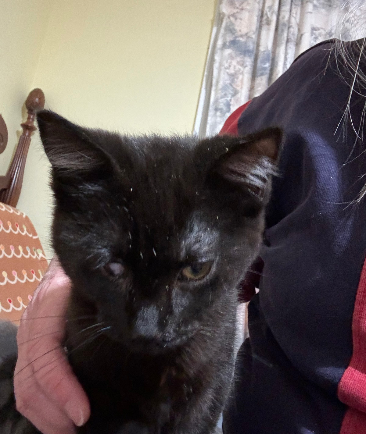 About this Cat: Woolly Bear – from the Bug Group– ADOPTED – The Feline ...