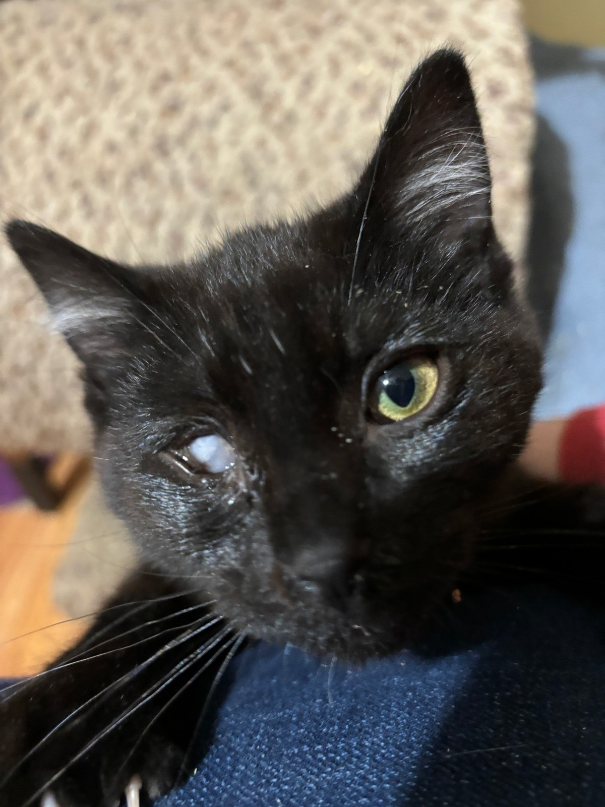 About this Cat: Woolly Bear – from the Bug Group– ADOPTED – The Feline ...