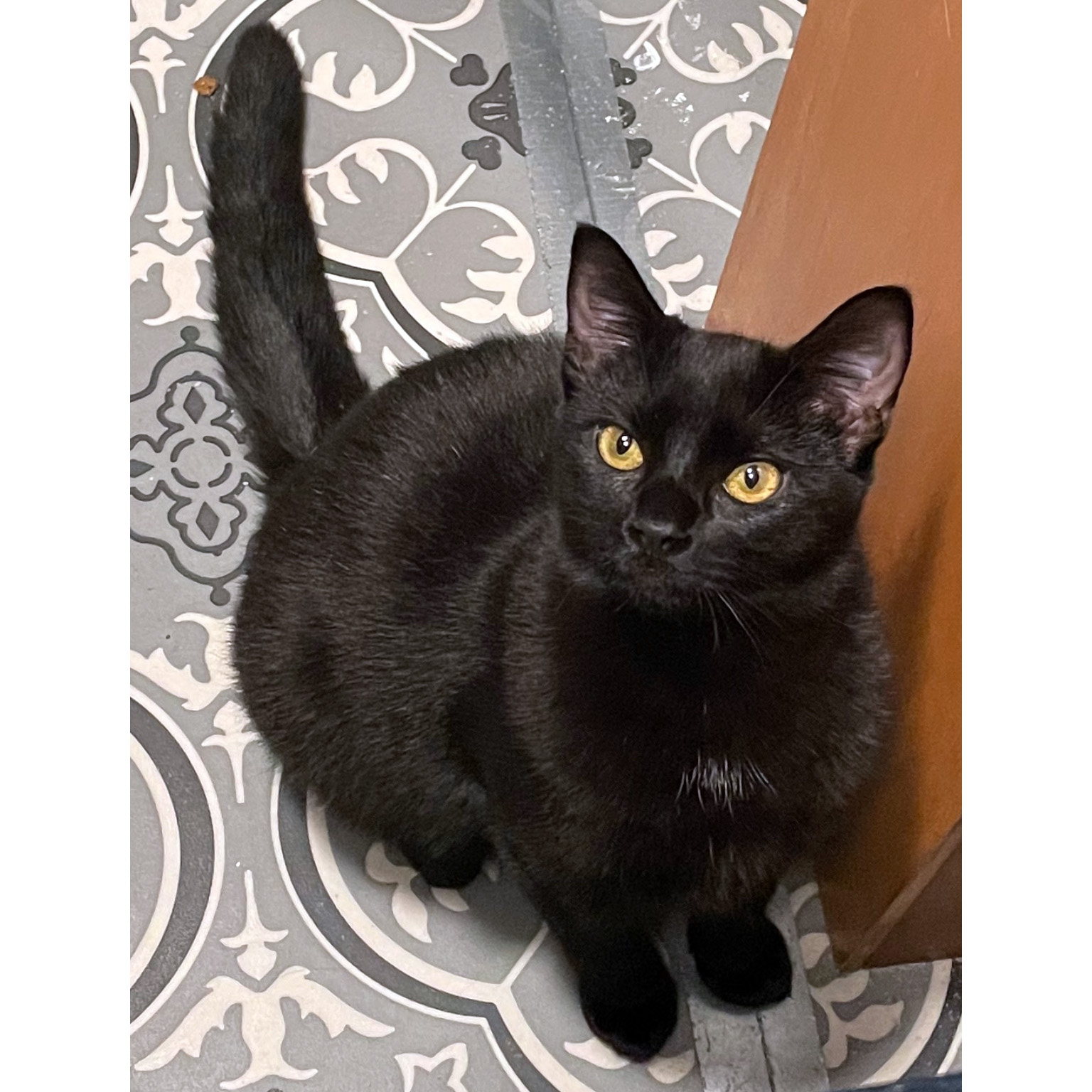 About this Cat: YIPPEE SKIPPEE – and Ice Cream group cat — ADOPTED ...