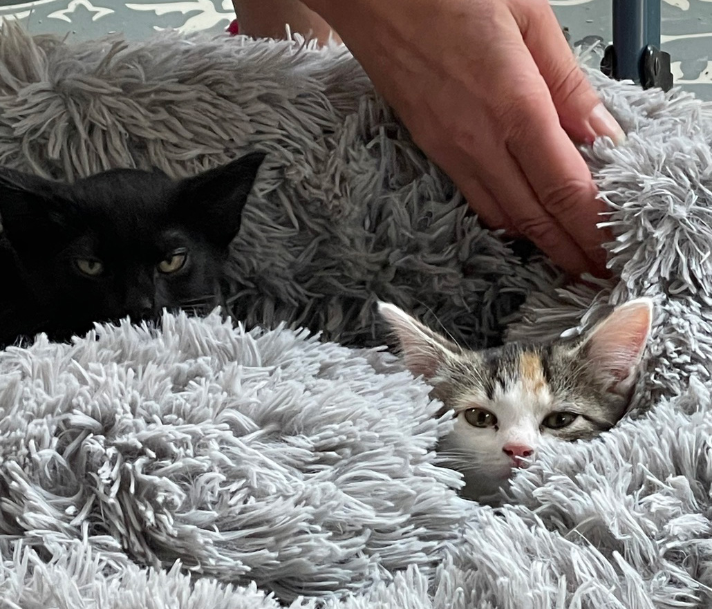 About this Cat: YIPPEE SKIPPEE – and Ice Cream group cat — ADOPTED ...