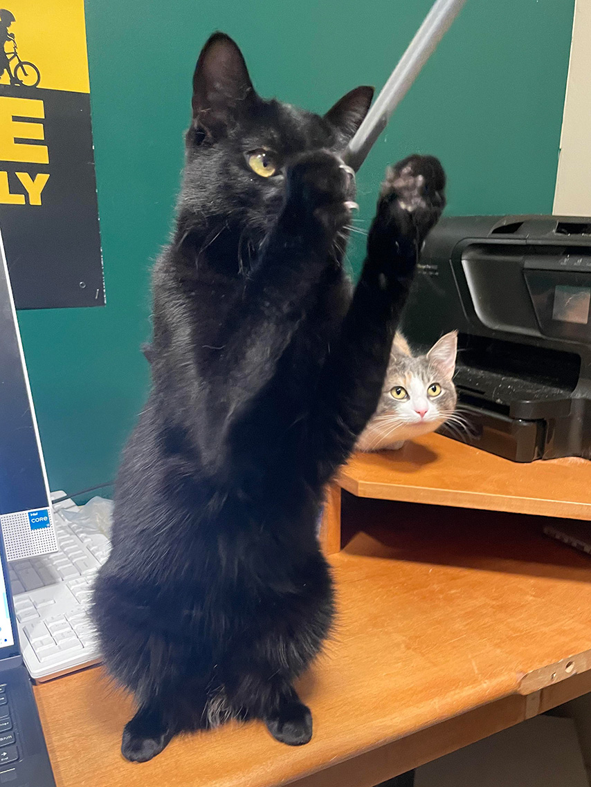 About this Cat: YIPPEE SKIPPEE – and Ice Cream group cat — ADOPTED ...