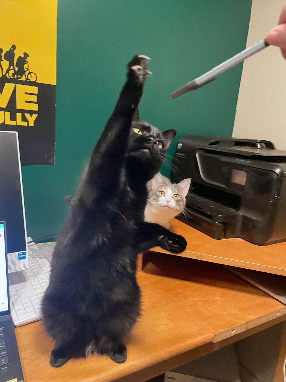 About this Cat: YIPPEE SKIPPEE – and Ice Cream group cat — ADOPTED ...