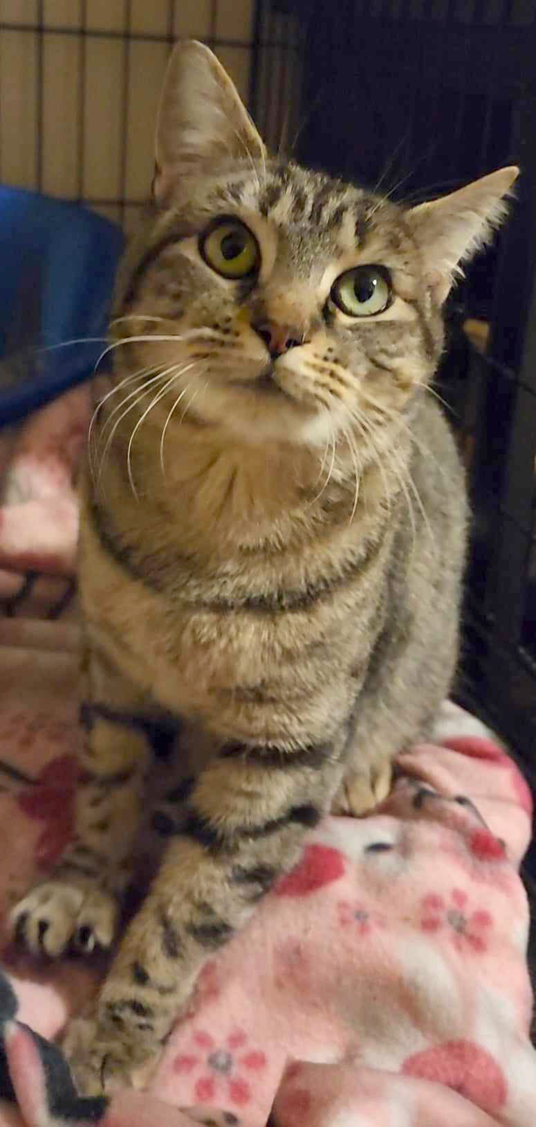 About this Cat: Glowbug – a “Bug Group” cat – The Feline Connection