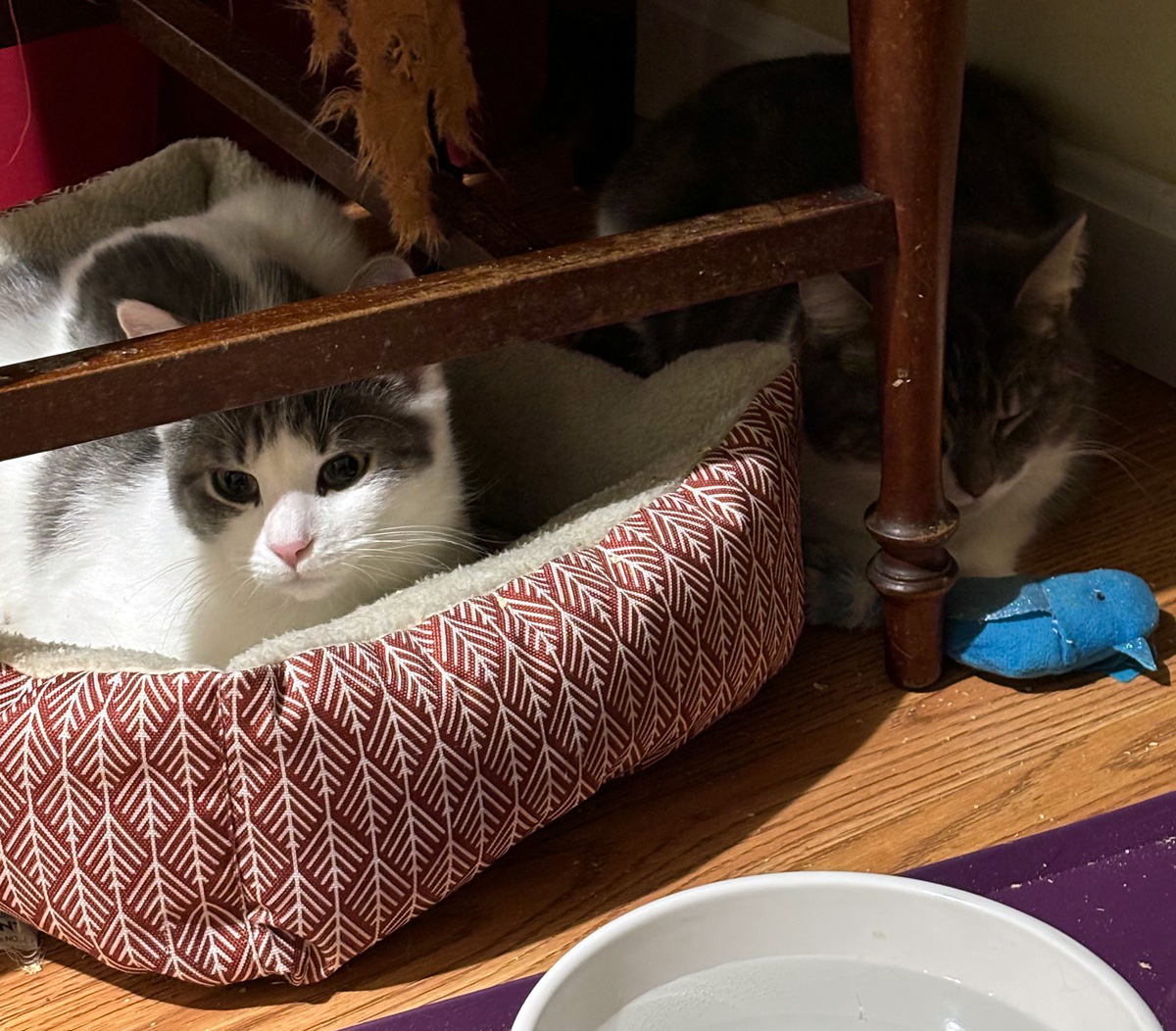 About this Cat: Grasshopper – a ‘Bug Group’ cat – The Feline Connection