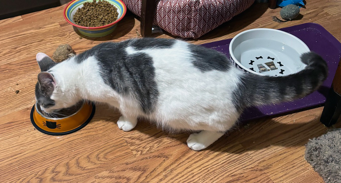 About this Cat: Grasshopper – a ‘Bug Group’ cat – The Feline Connection