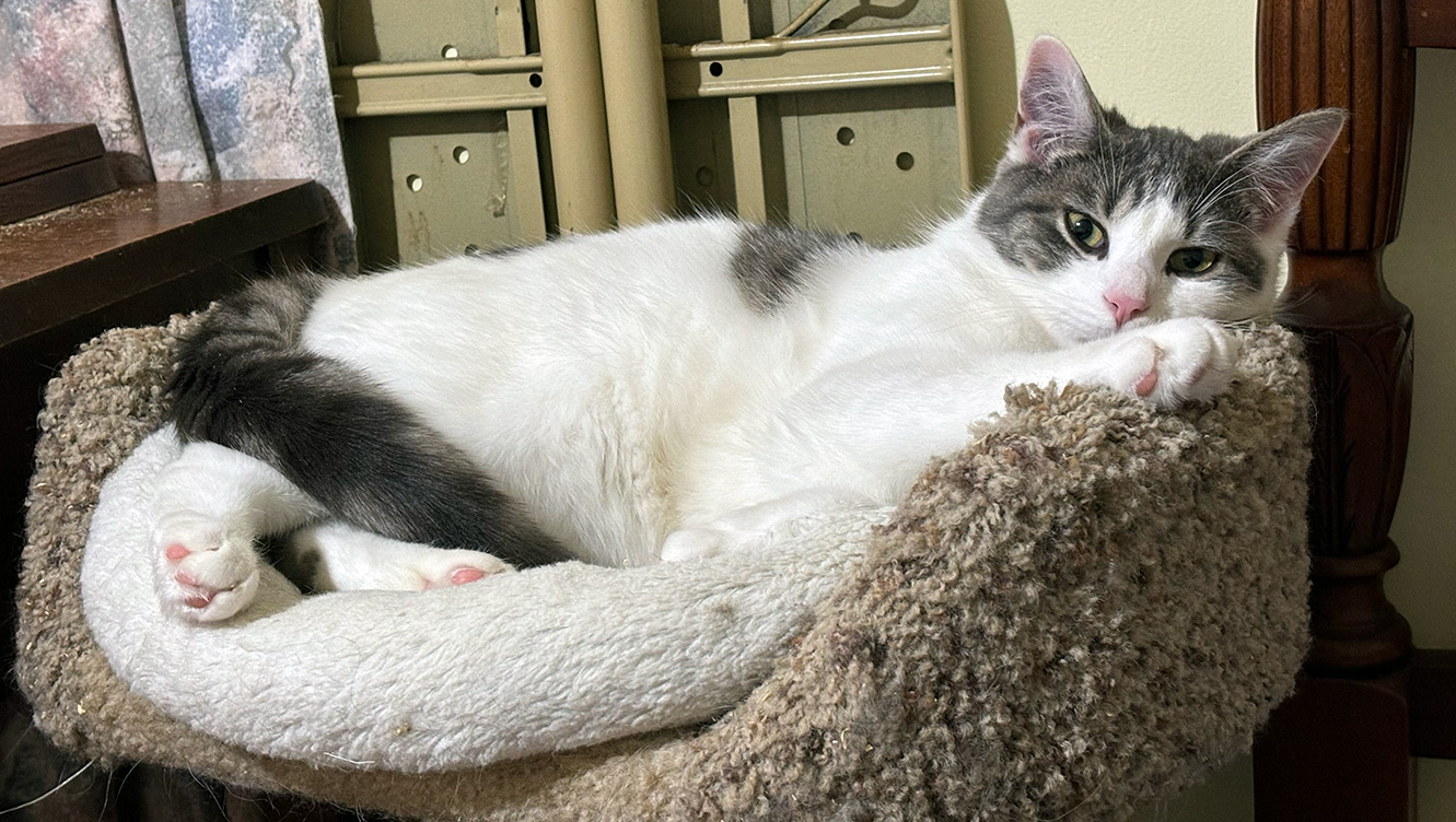 About this Cat: Grasshopper – a ‘Bug Group’ cat – The Feline Connection
